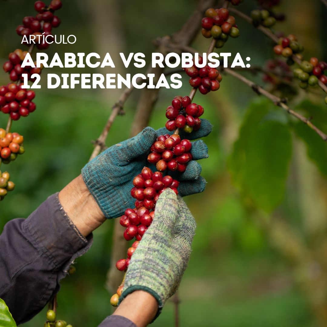 Robusta vs. Arabica: 12 diferencias – Café la Meca